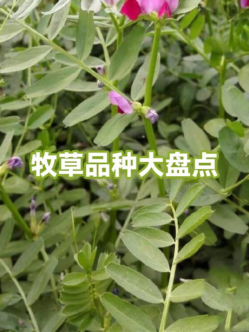 养羊最好的牧草是什么品种图标