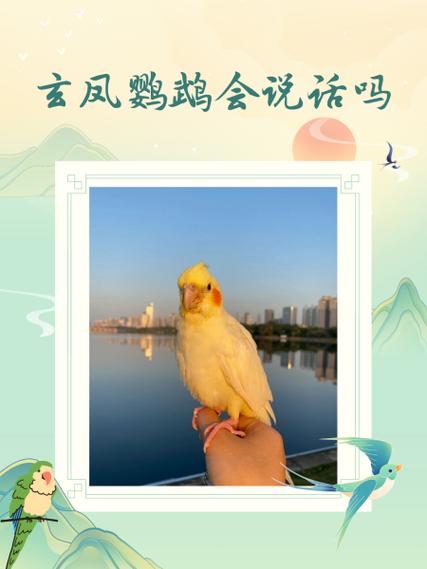 母的玄凤鹦鹉会说话吗
