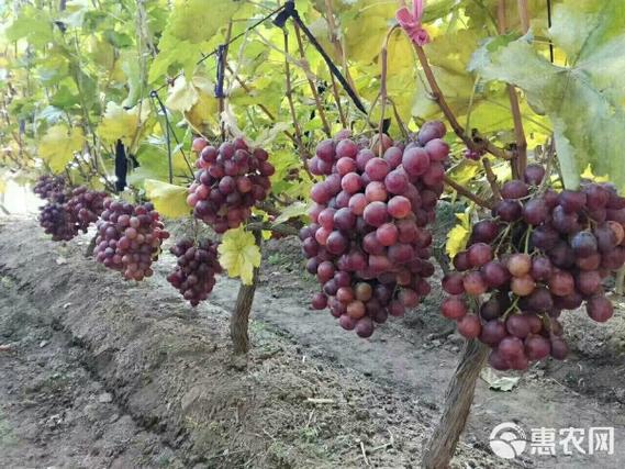 红果提20元提不了是咋回事截图