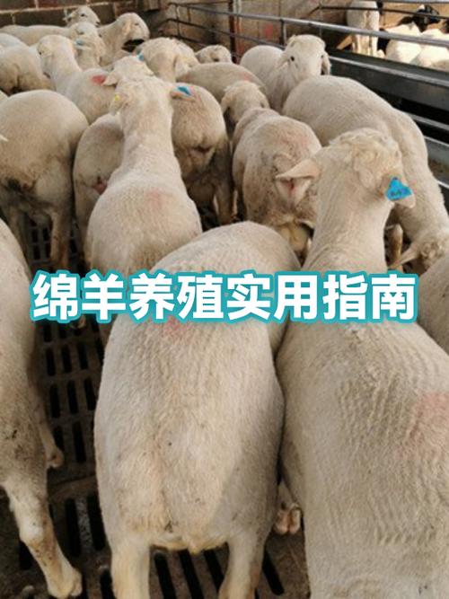 养绵羊100只一年利润图标