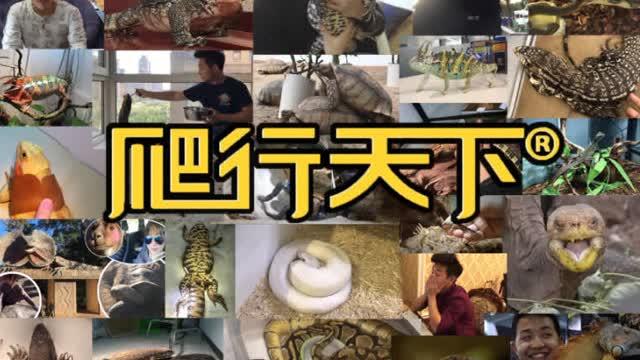爬行天下图标