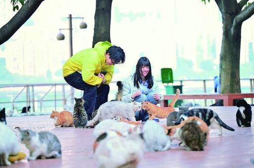 我想玩猫猫乐园截图