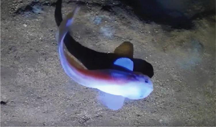 深海大狮子截图
