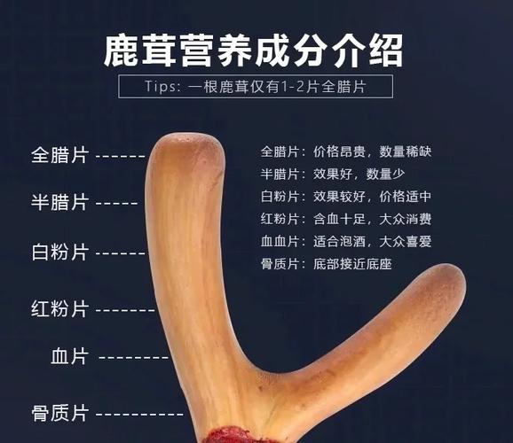 鹿血怎么食用最好截图