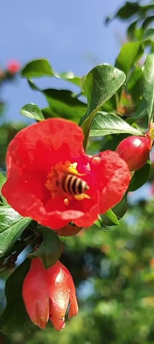 石榴是哪个季节开花的图标