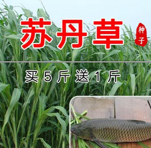 现在可以种什么草喂鱼截图