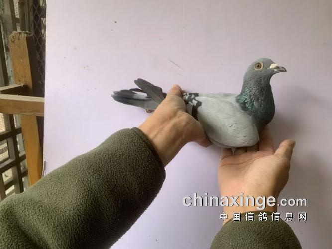赛鸽1000公里当日归巢视频截图