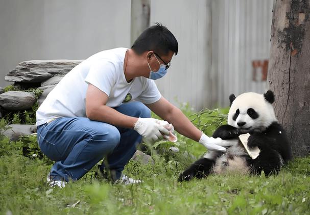 熊猫饲养员条件图标
