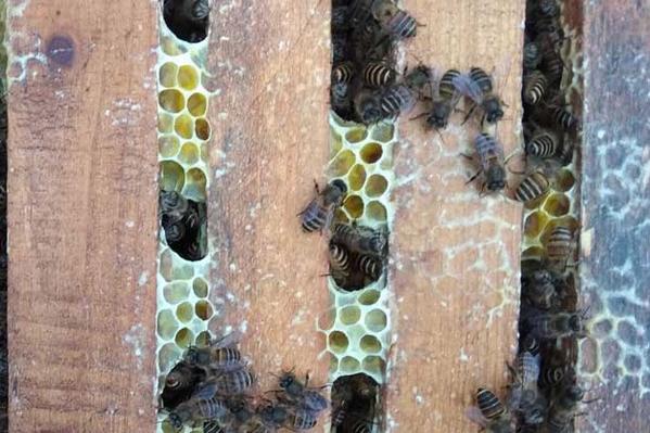 蜜蜂病害的8种图片截图