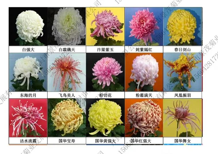 菊花有哪些品种图标