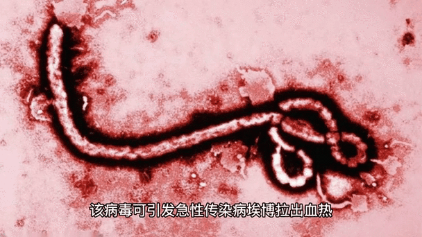 所有病毒排名图标