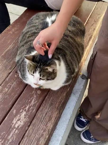 土耳其肥猫图标