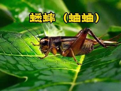 蛐蛐的克星是什么图标