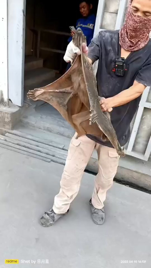 蝙蝠图标