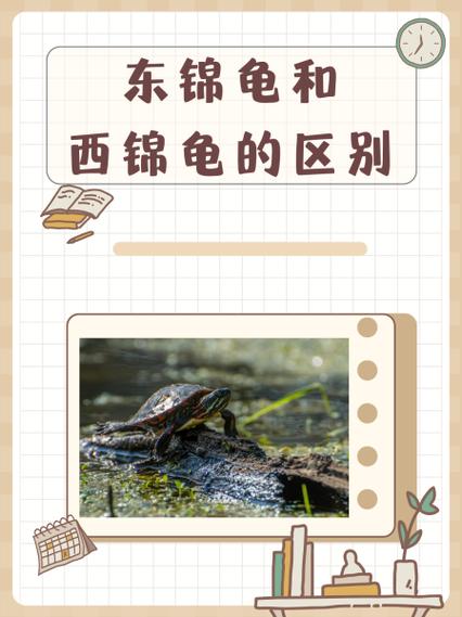 东锦龟图标