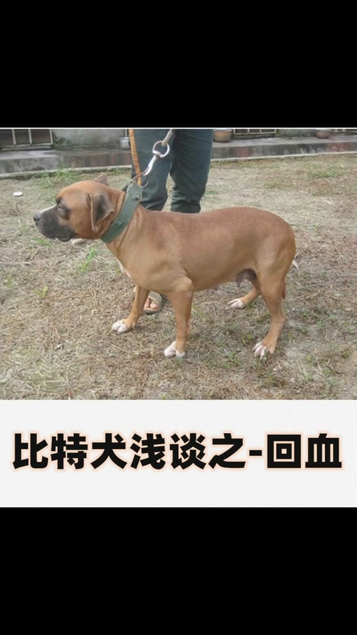 什么叫回血狗图标