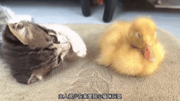 玩伴和情侣的区别