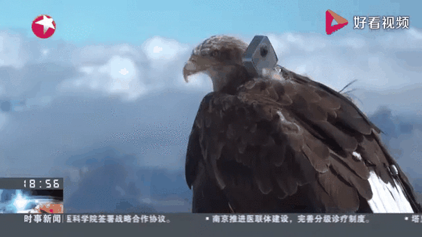 鹰眼视角截图