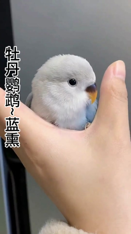 牡丹鹦鹉强行配对技巧图标