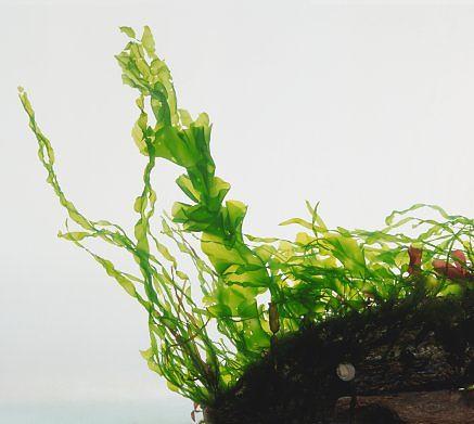 海草 海藻图标
