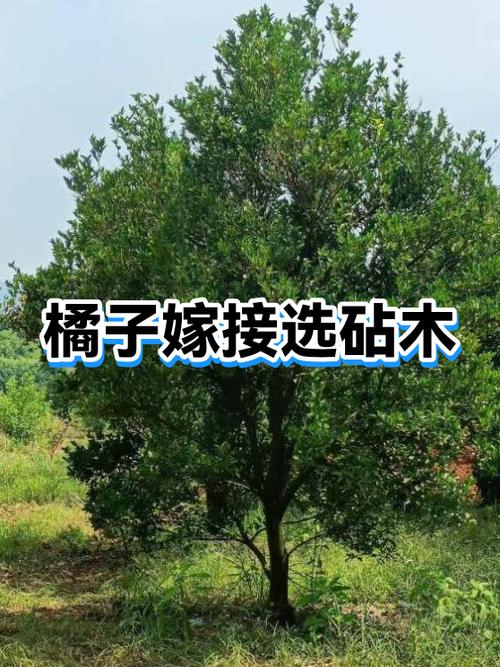 橘子嫁接8种树木截图