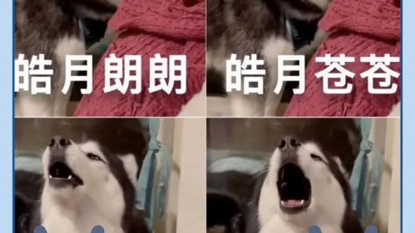皓月朗朗图标
