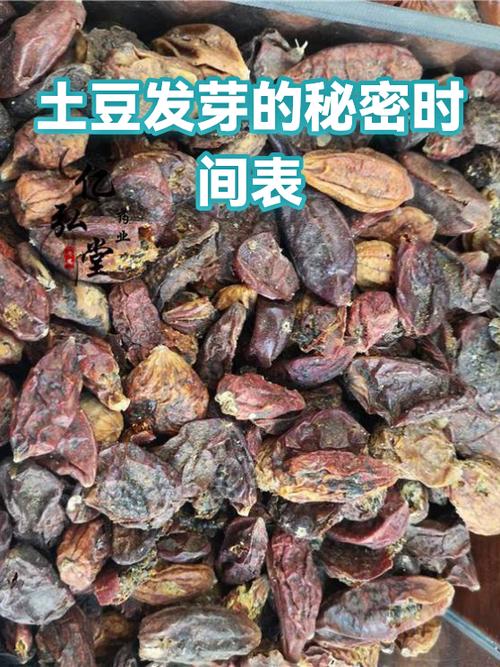 生芽的土豆把芽削了还能不能吃图标
