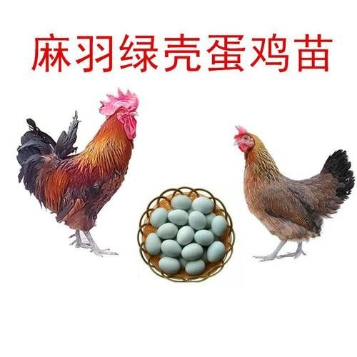 小鸡孵化场电话截图
