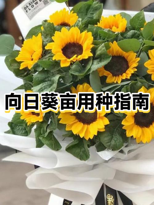 向日葵免费版的使用方法图标
