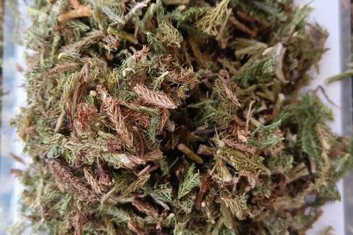 大伸筋别名叫什么图标
