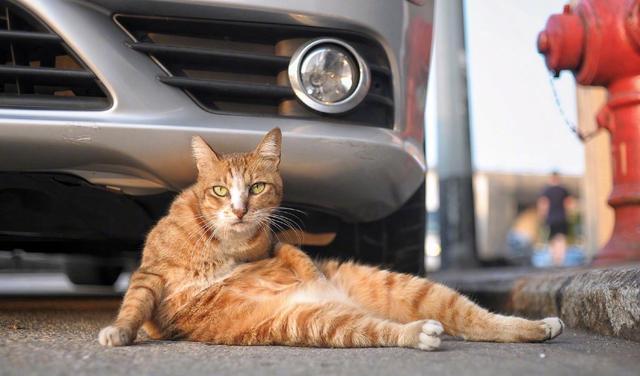 橘猫兼职靠谱吗截图