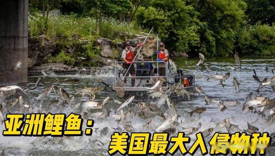 特朗普对“亚洲鲤鱼宣战”图标