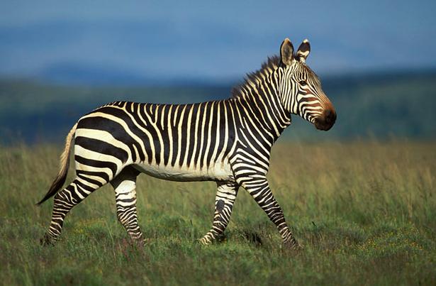 zebra斑马中国官网图标