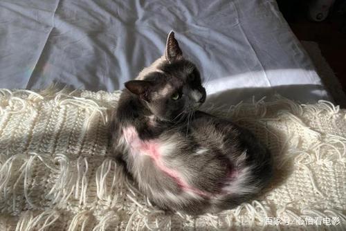 流浪猫被开水烫死图标