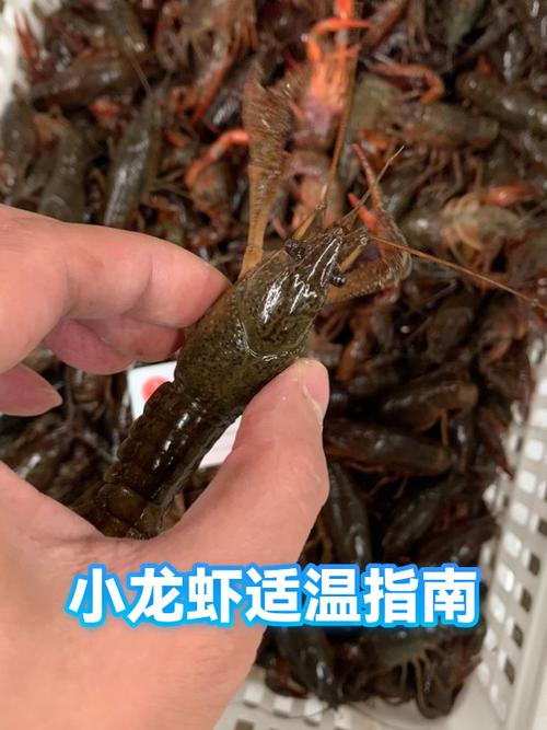小龙虾挂机活跃度截图