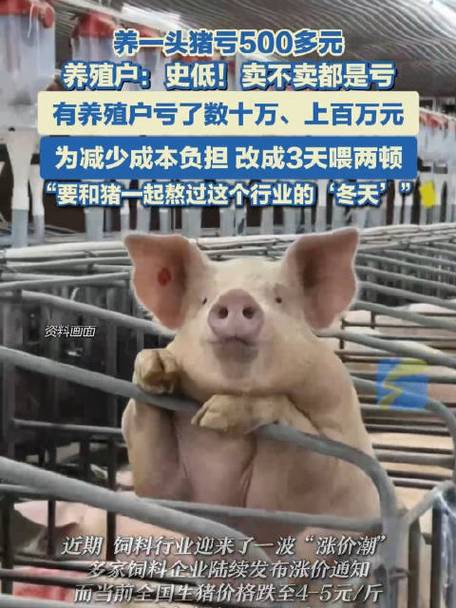 养500头猪一年利润多少图标
