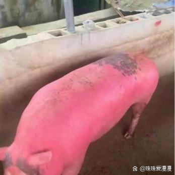 红皮猪是什么猪图标
