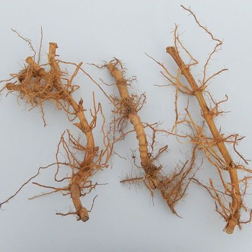 做药材的竹根叫什么竹子图标