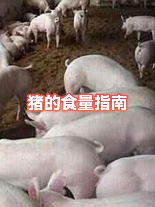 我的世界猪吃什么食物图标
