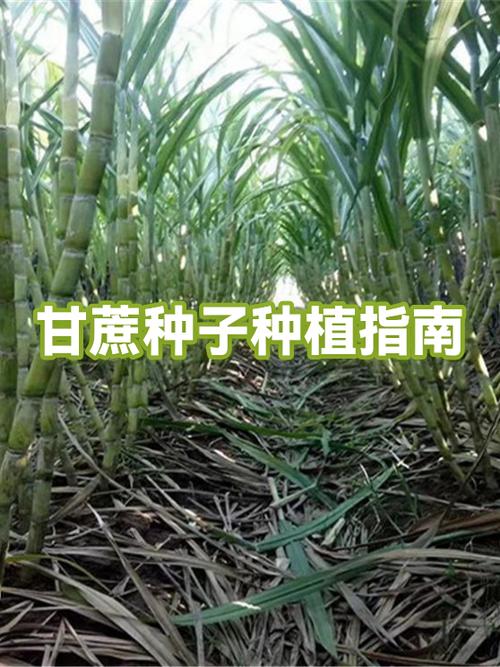 甘蔗有种子吗图标