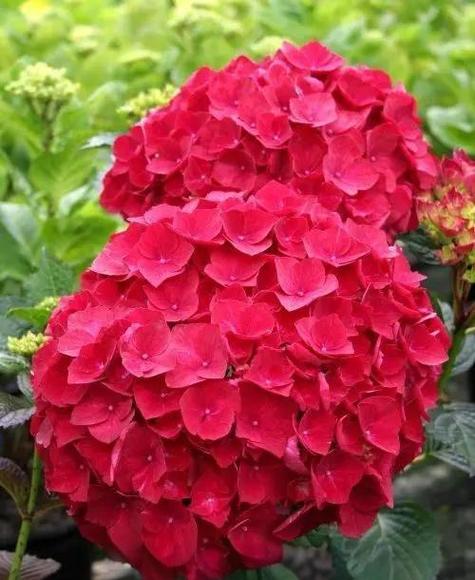 网上买绣球花什么季节买图标