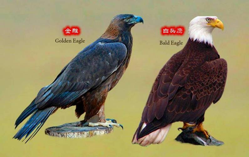 金雕和白头鹰的体型区别图标