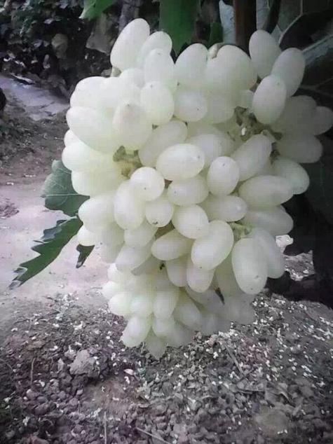 白葡萄是什么样的