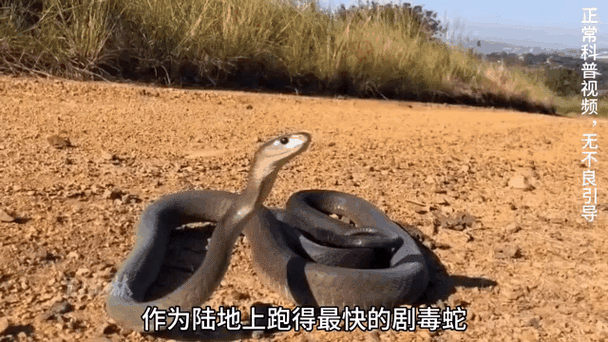 蛇从笼子里跑到屋里找不到怎么办图标