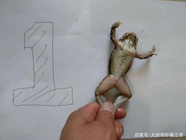 张佐治遇蛙图标