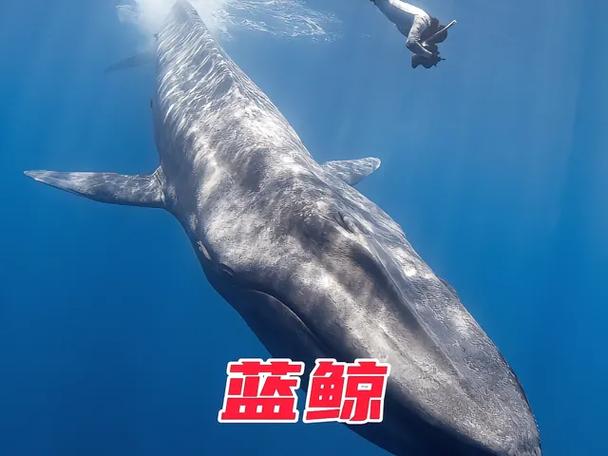 蓝鲸短视频红包版图标