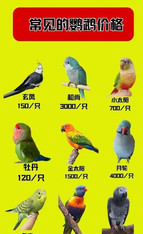 鹦鹉有哪些品种图标
