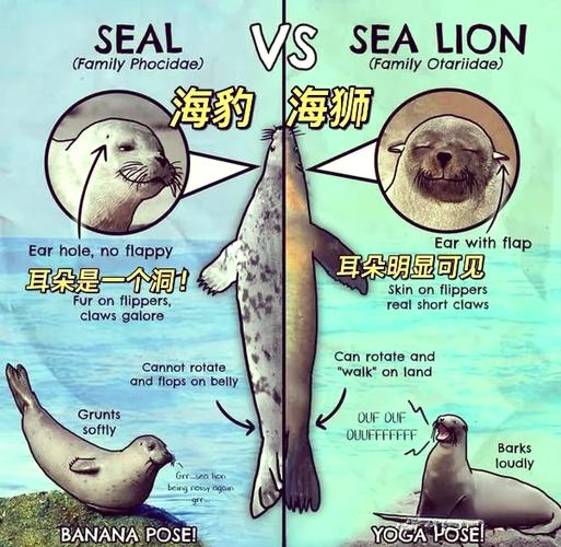 海豹和海狮哪个大截图