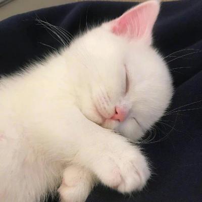 男朋友叫我小懒猫是啥意思图标