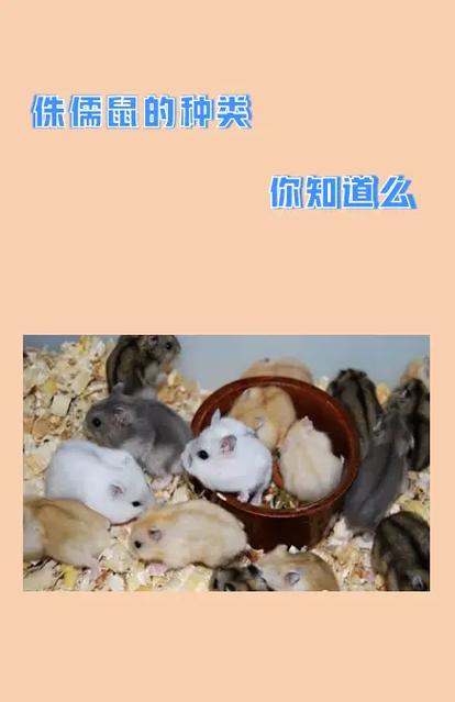 养仓鼠吵吗截图